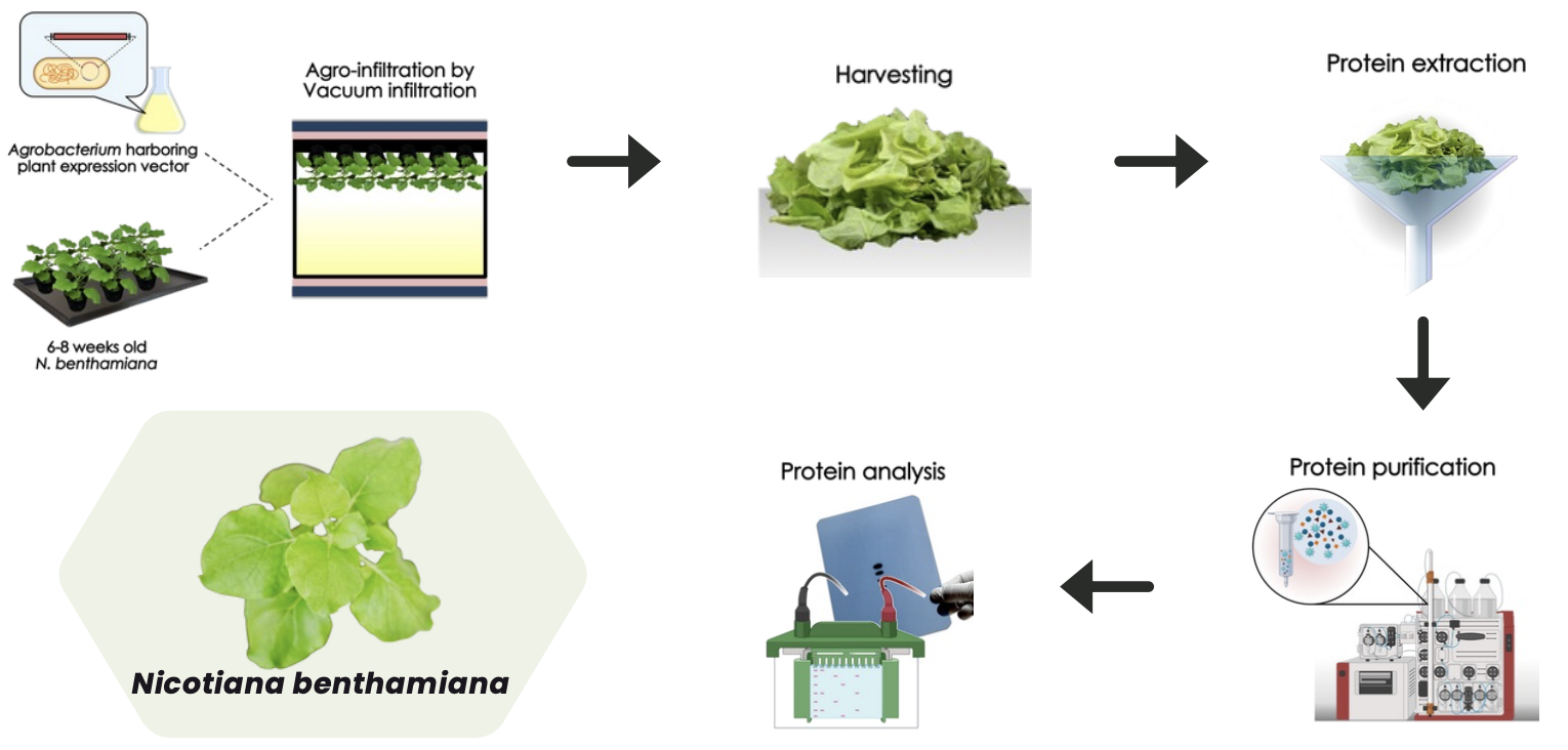 About Us - Molecular Pharming Solution